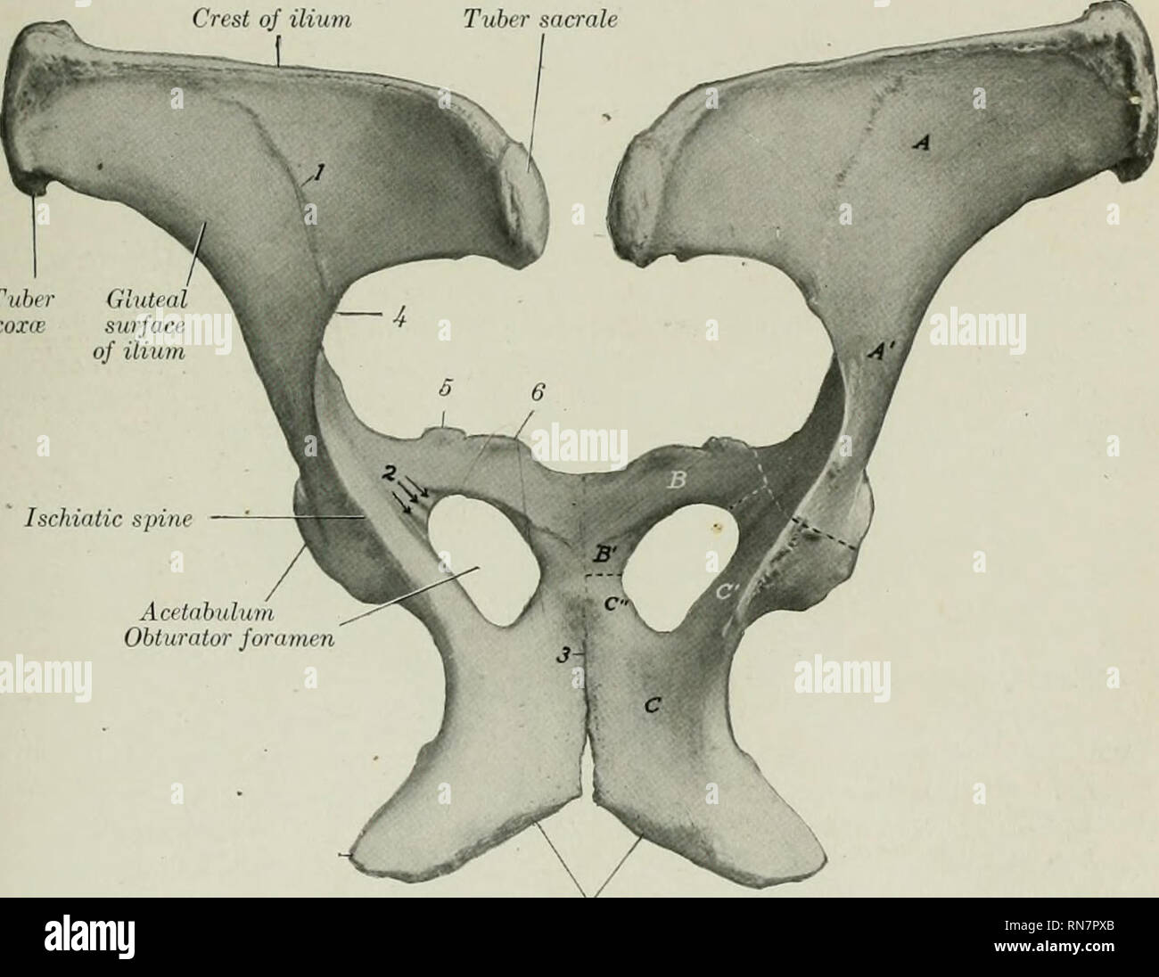 . L'anatomia di animali domestici. Anatomia Veterinaria. L'ischio 107 ...