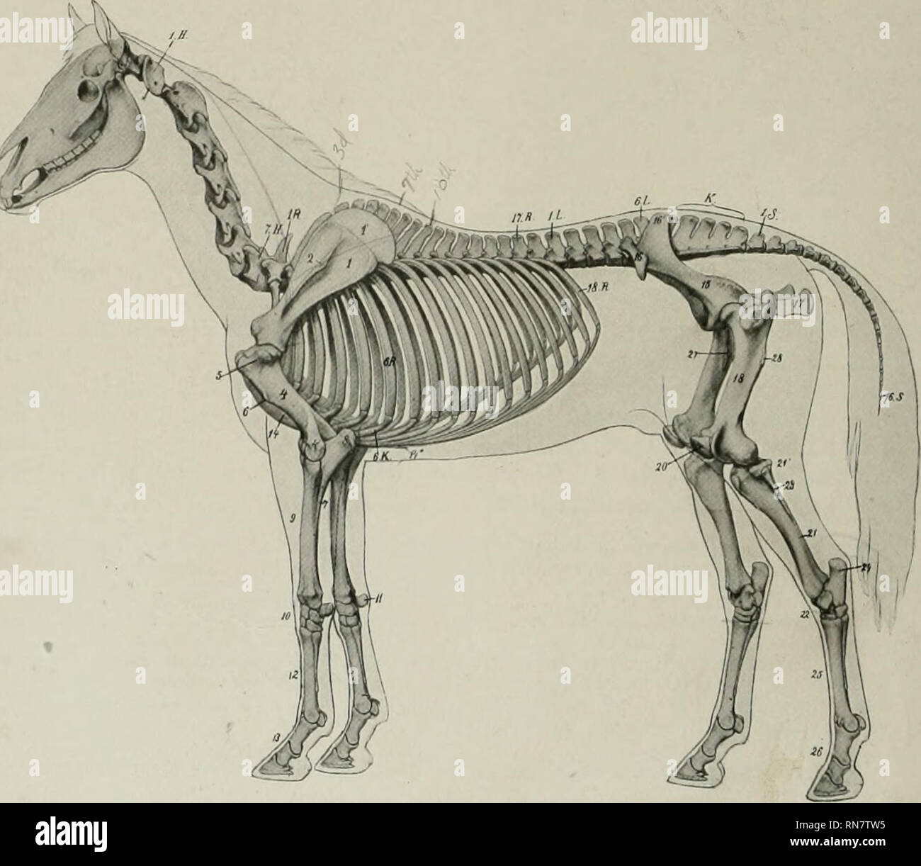 . L'anatomia di animali domestici. Anatomia Veterinaria. 32 lo ...