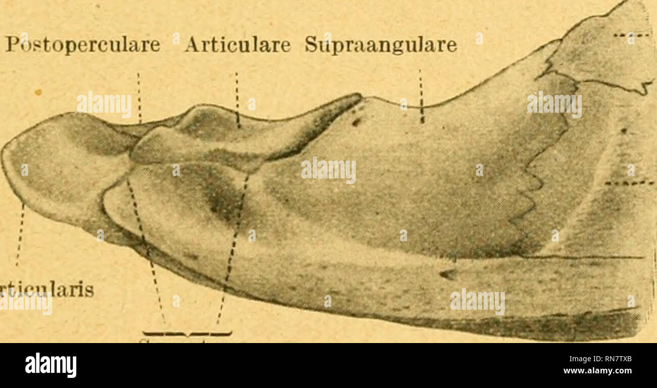 . Anatomischer Anzeiger. Anatomia, comparativo, Anatomia, comparativo ...