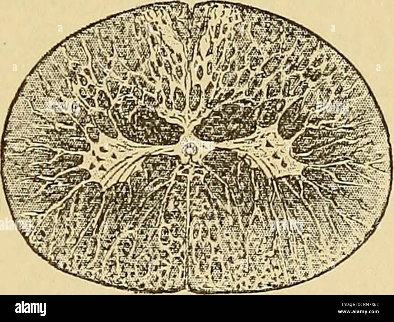 . L'anatomia del sistema nervoso centrale di uomo e di vertebrati in ...