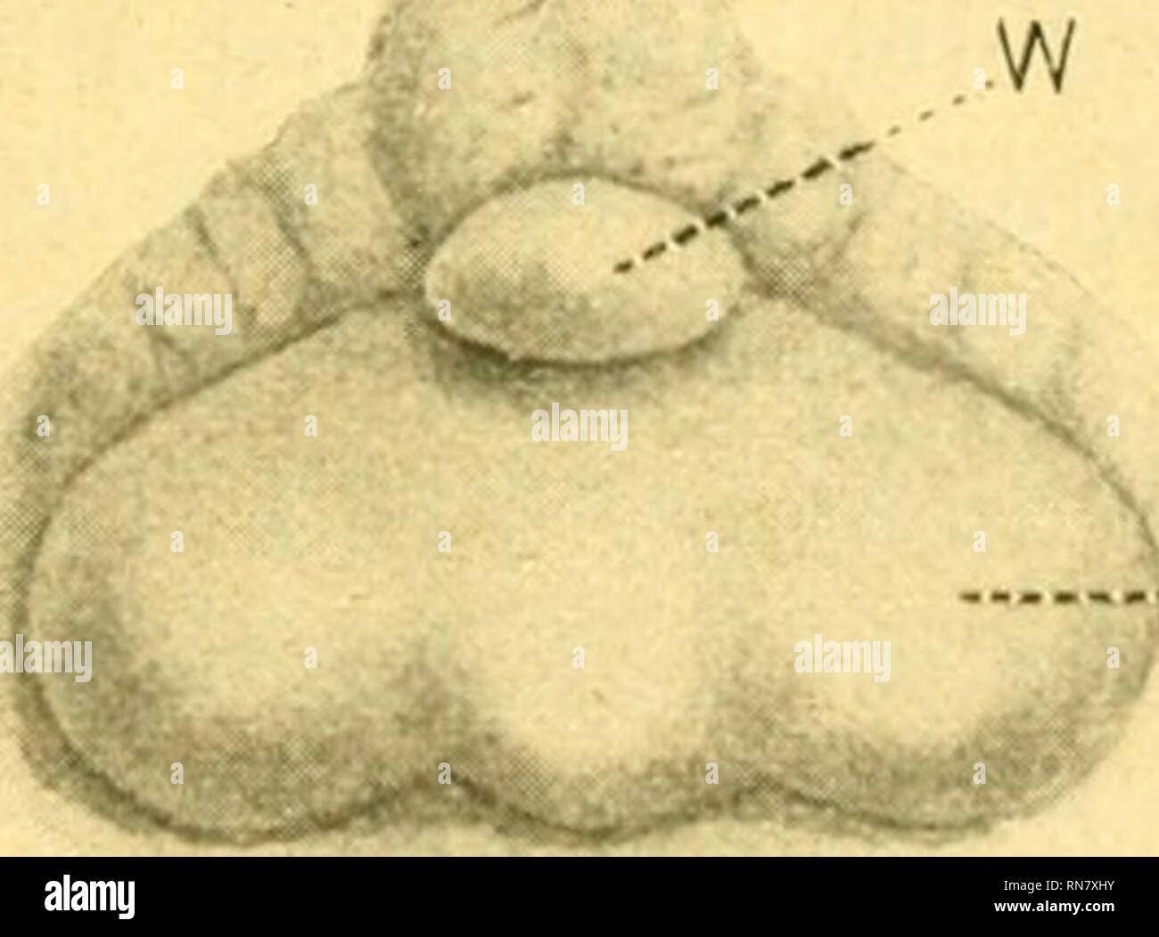 . Anatomischer Anzeiger. Anatomia, comparativo, Anatomia, comparativo ...