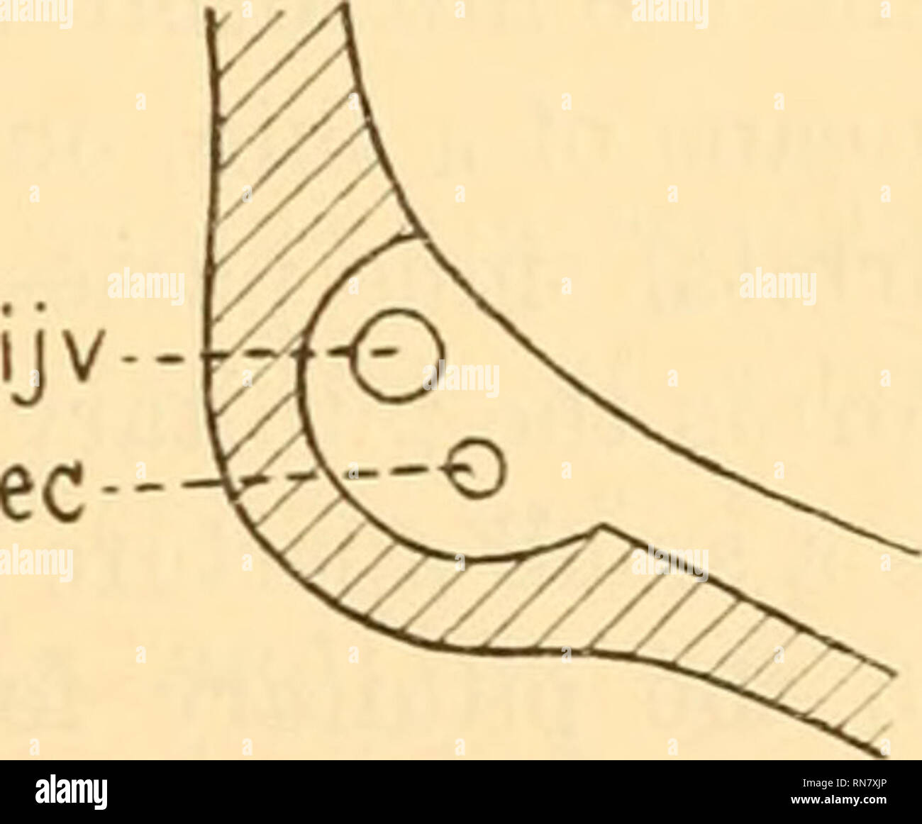 . Anatomischer Anzeiger. Anatomia, comparativo, Anatomia, comparativo ...
