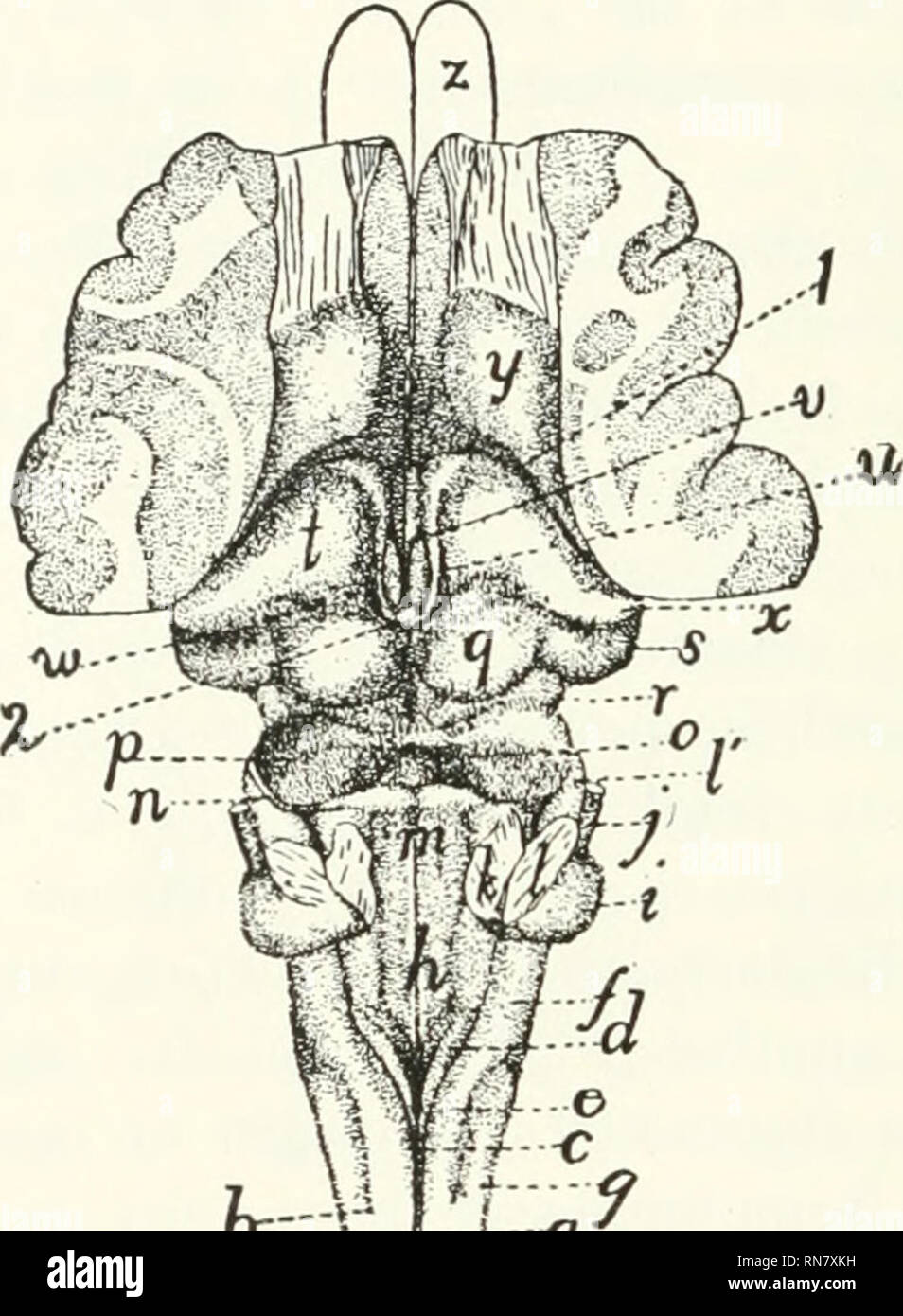 Acquedotto cerebrale immagini e fotografie stock ad alta risoluzione ...