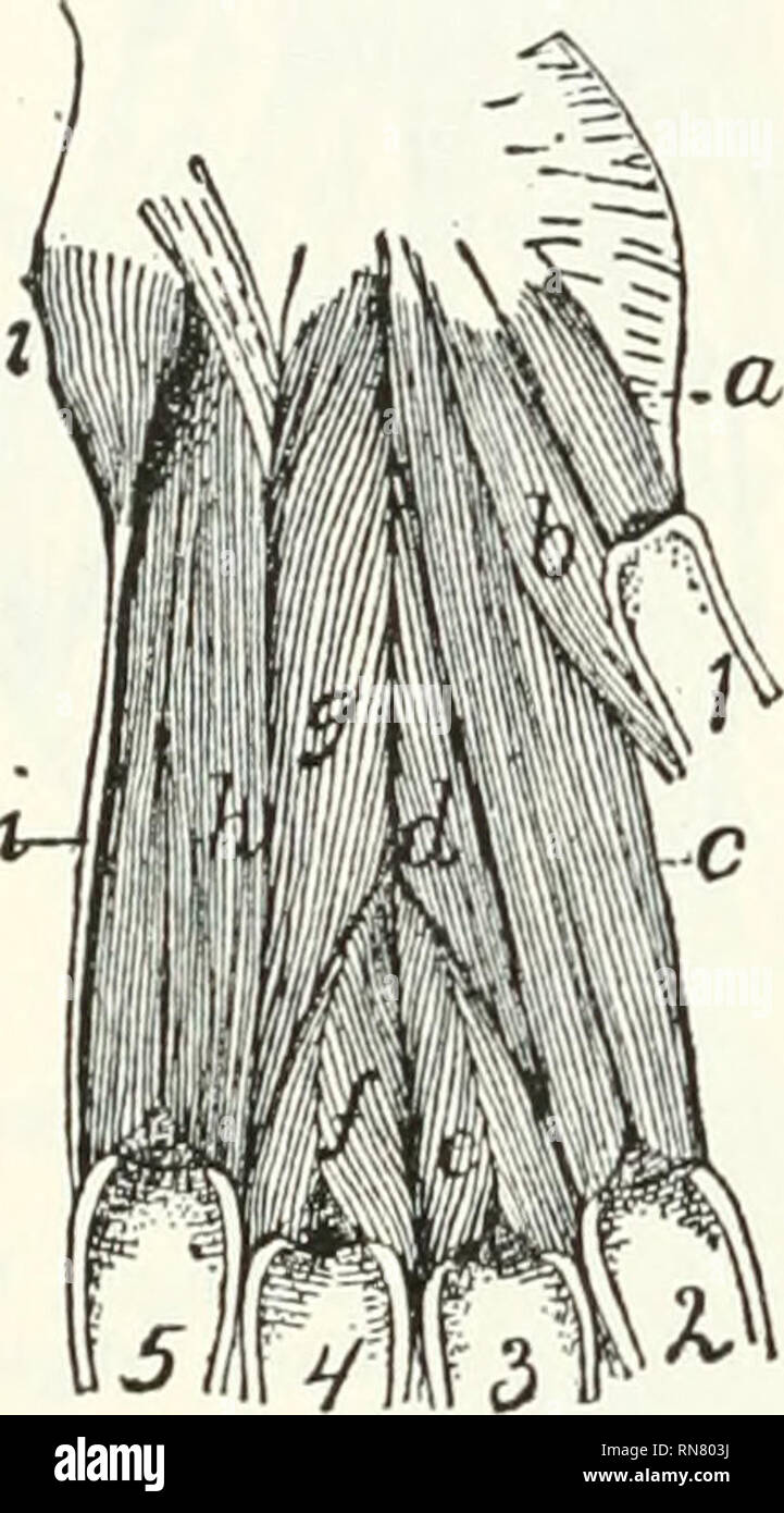 Muscoli interossei della mano immagini e fotografie stock ad alta ...