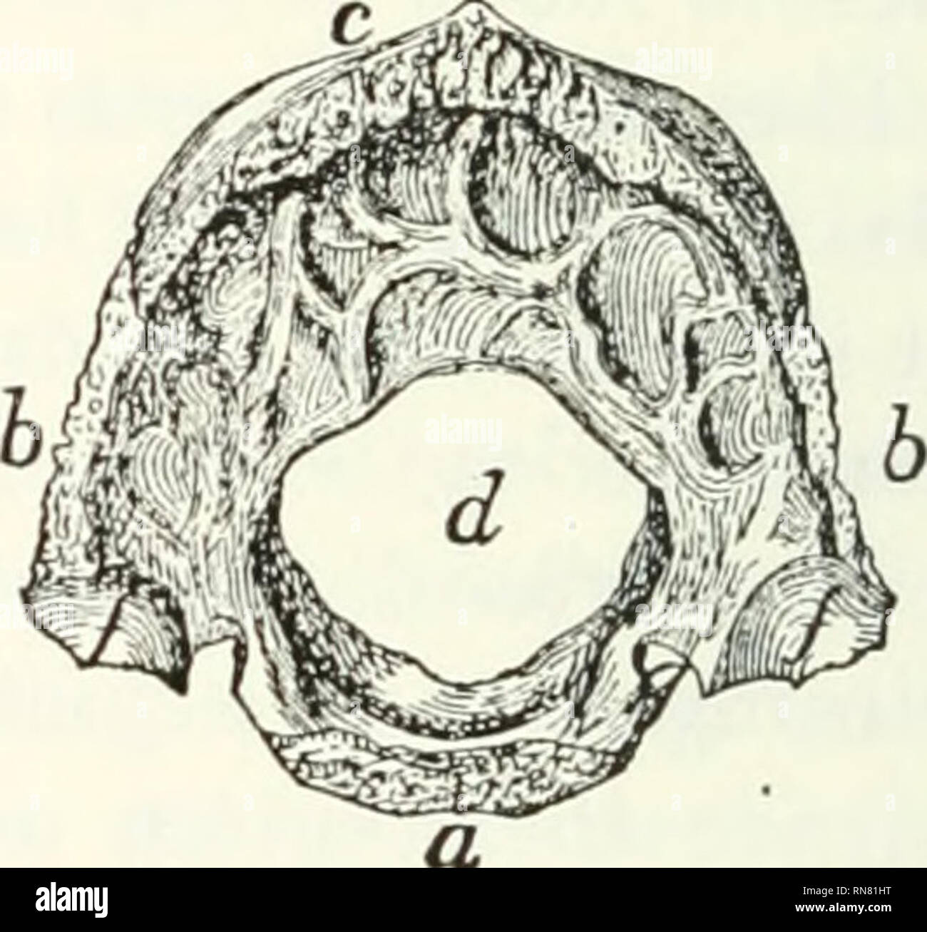 . Anatomia della cat. Gatti; mammiferi. Fig. 17.-osso occipitale ...