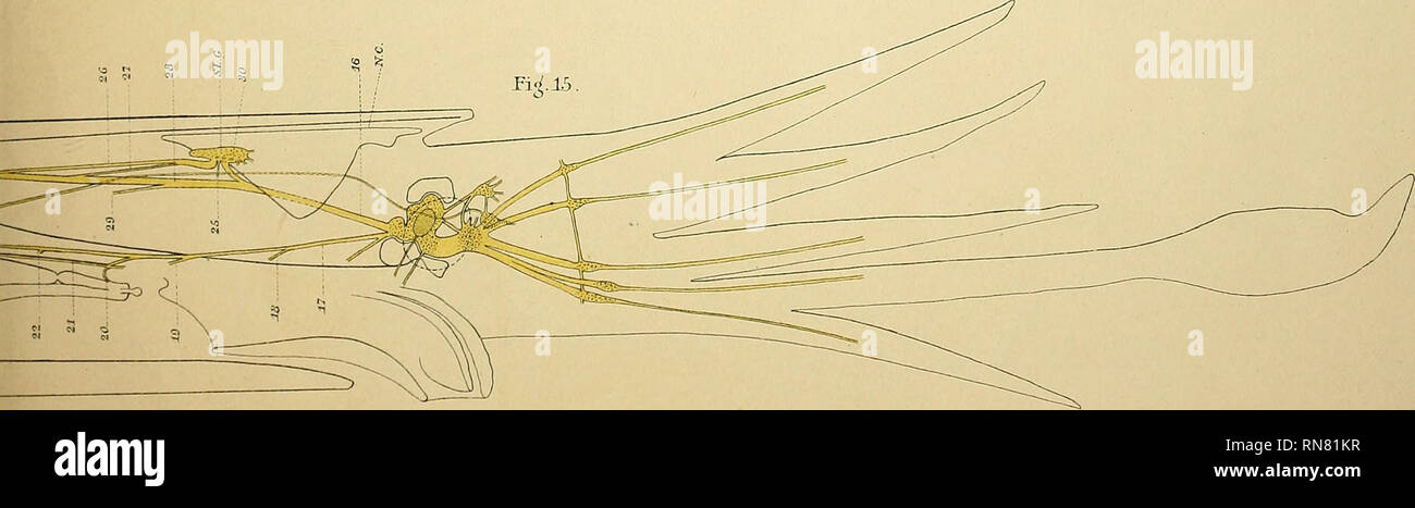 Anatomia Del Calamaro Immagini e Fotos Stock - Alamy