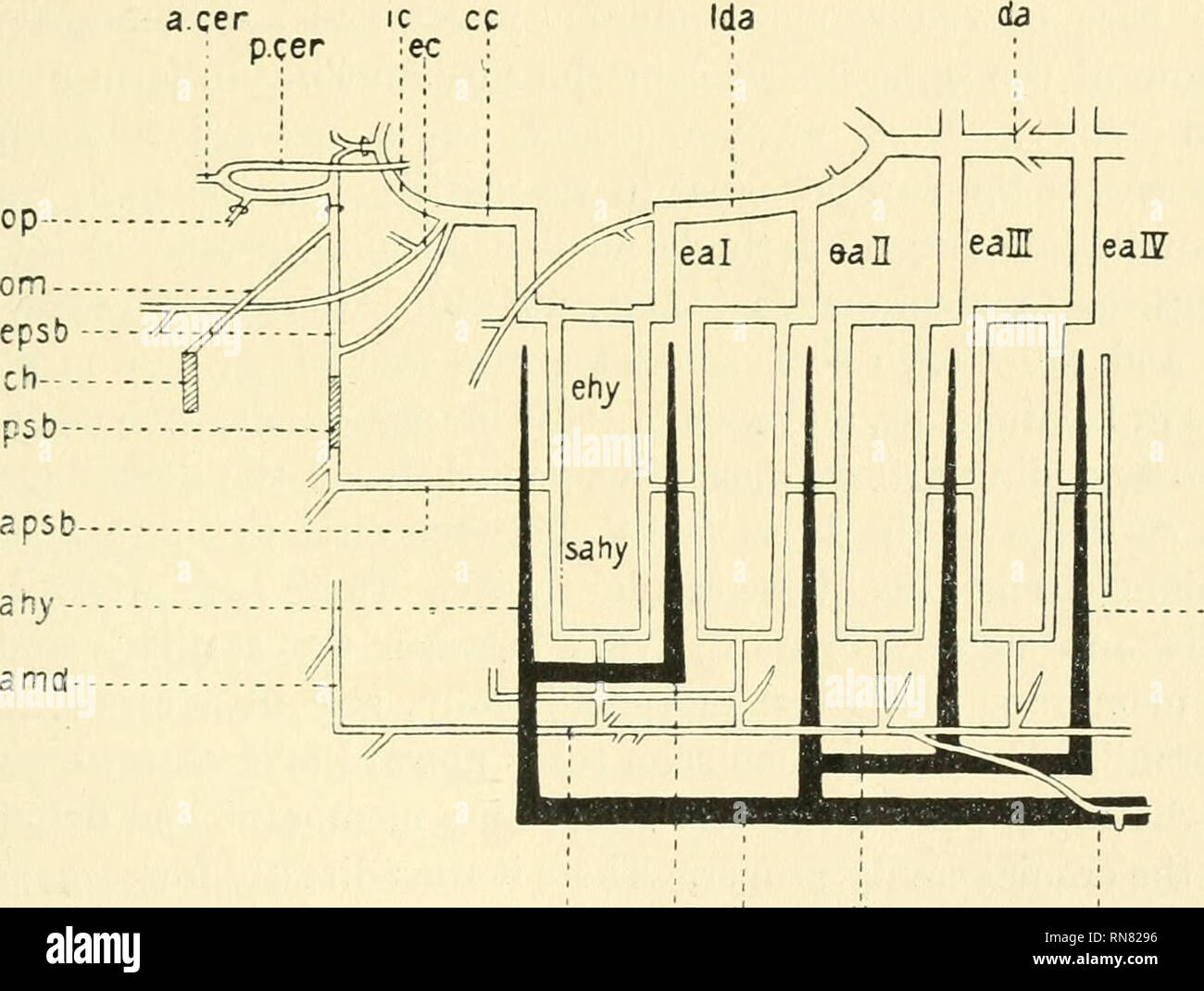 . Anatomischer Anzeiger. Anatomia, comparativo, Anatomia, comparativo ...