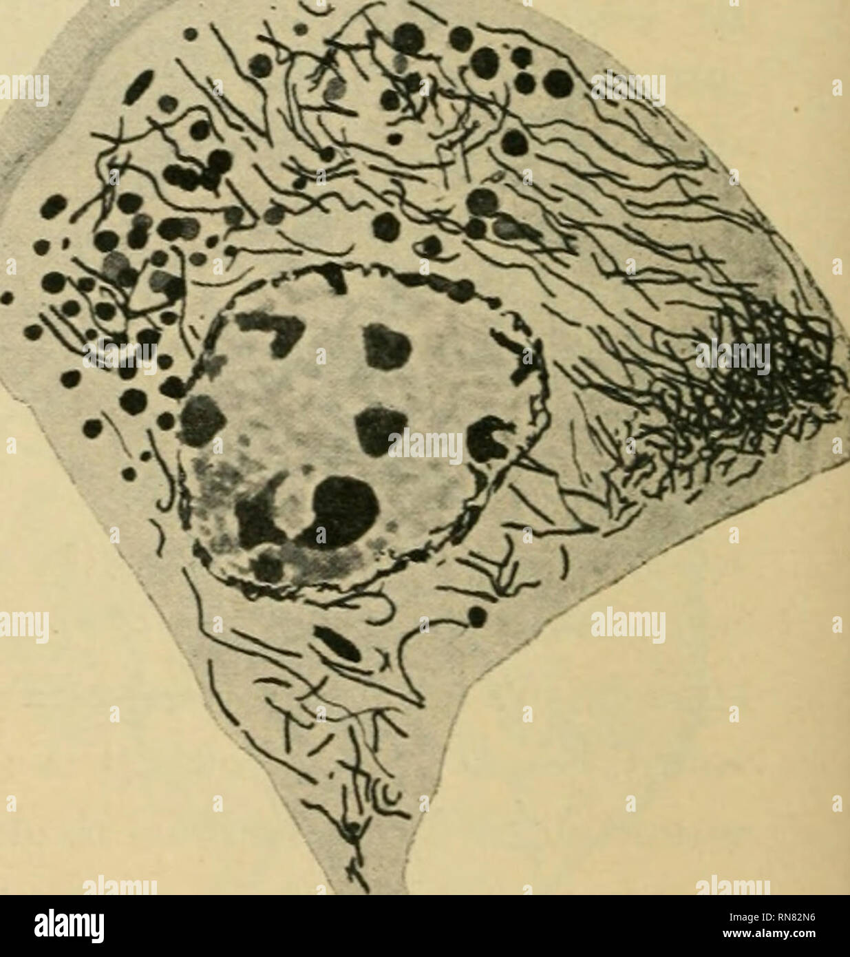 . Anatomischer Anzeiger. Anatomia, comparativo, Anatomia, comparativo ...