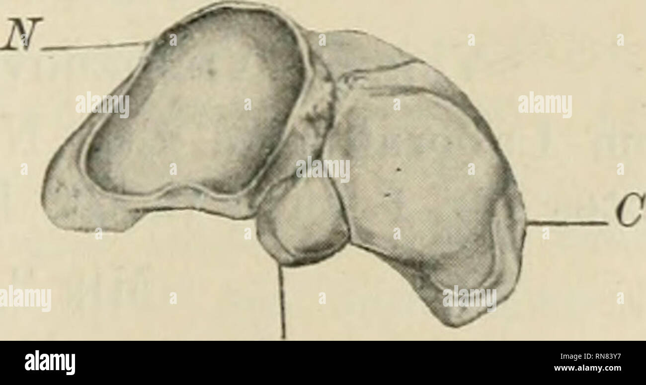 Vista laterale dell'anatomia del piede immagini e fotografie stock ad ...