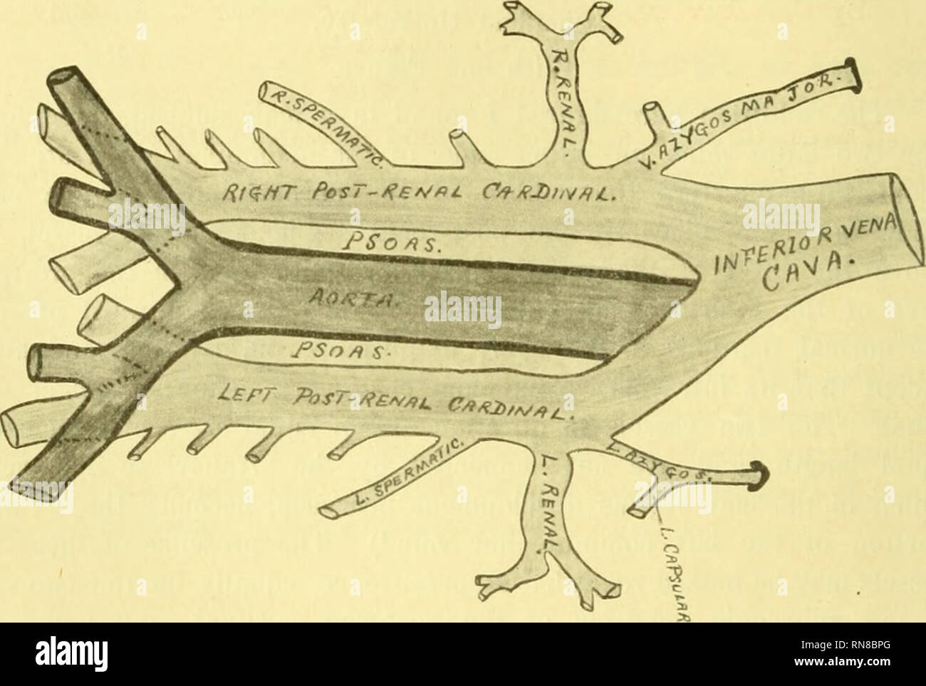 . Anatomischer Anzeiger. Anatomia, comparativo, Anatomia, comparativo ...