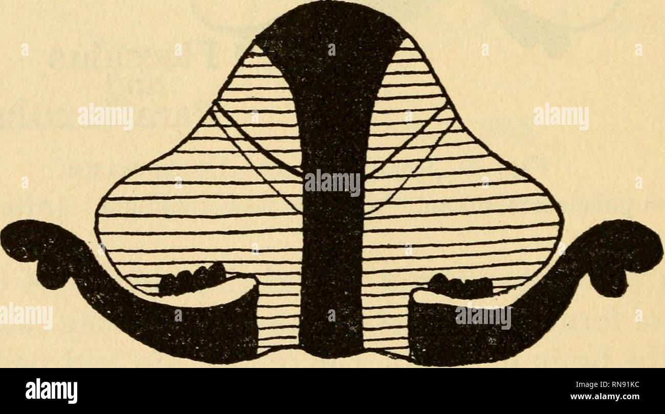 . Anatomici, phylogenetical e studi clinici sul sistema nervoso ...