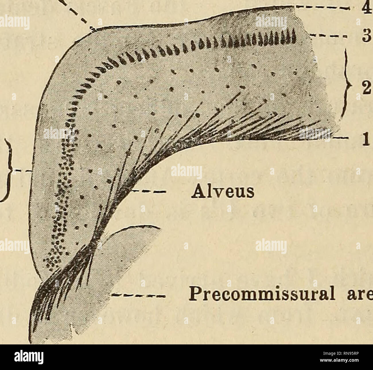 Anatomia Dell'ippocampo Immagini e Fotos Stock - Alamy