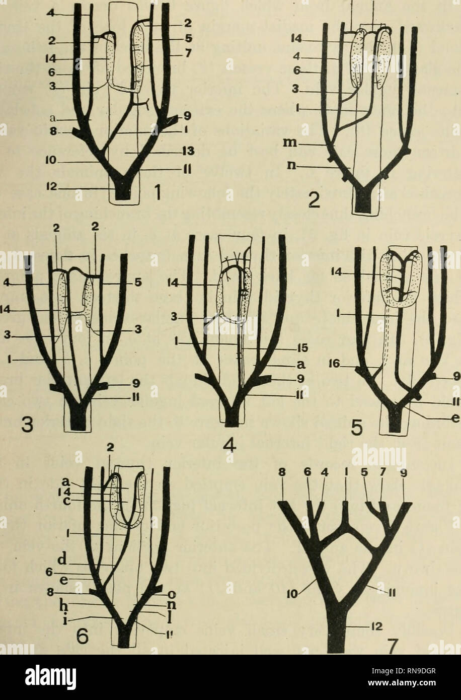 . Il record di anatomica. Anatomia; Anatomia. Tiroide inferiore vena di ...