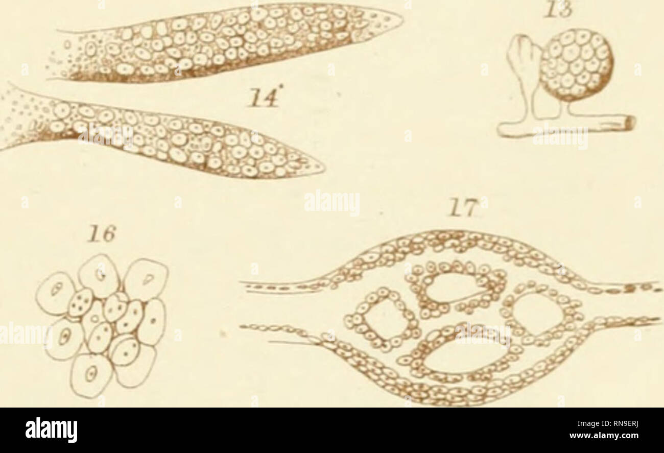 . Le memorie anatomiche di John Goodsir. Anatomia. //. 20 IO". Ho 23 ...