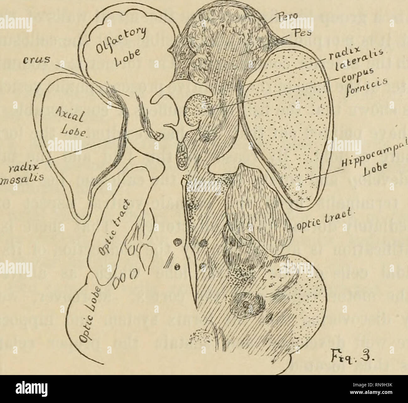 . Anatomischer Anzeiger. Anatomia, comparativo, Anatomia, comparativo ...