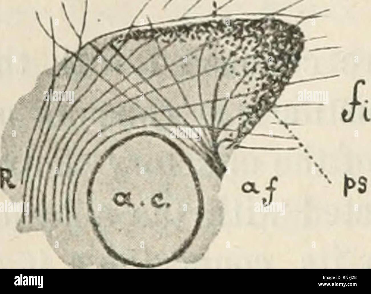 Anatomia Dell'ippocampo Immagini e Fotos Stock - Alamy