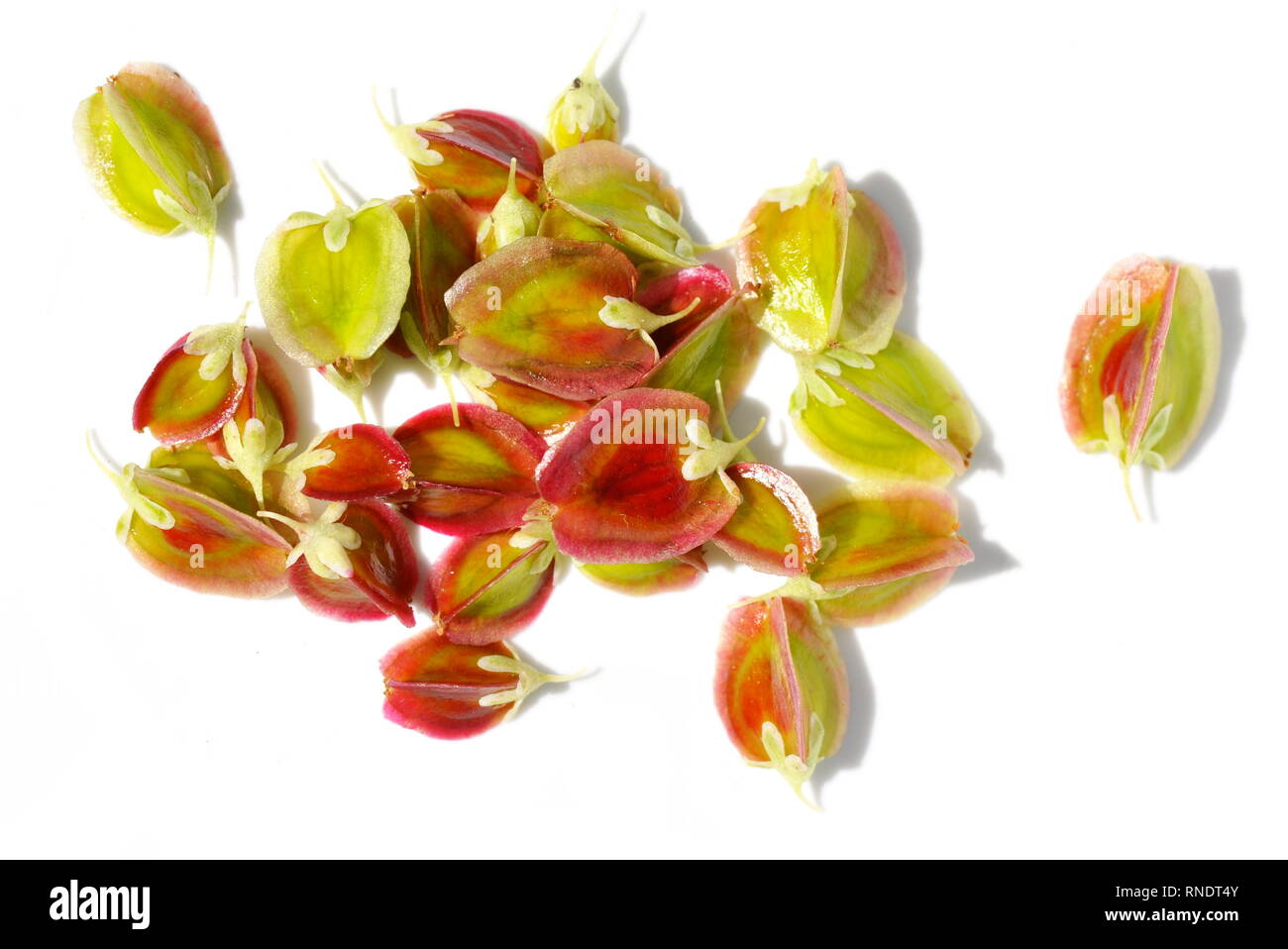 Rabarbaro sfondo bianco immagini e fotografie stock ad alta risoluzione ...