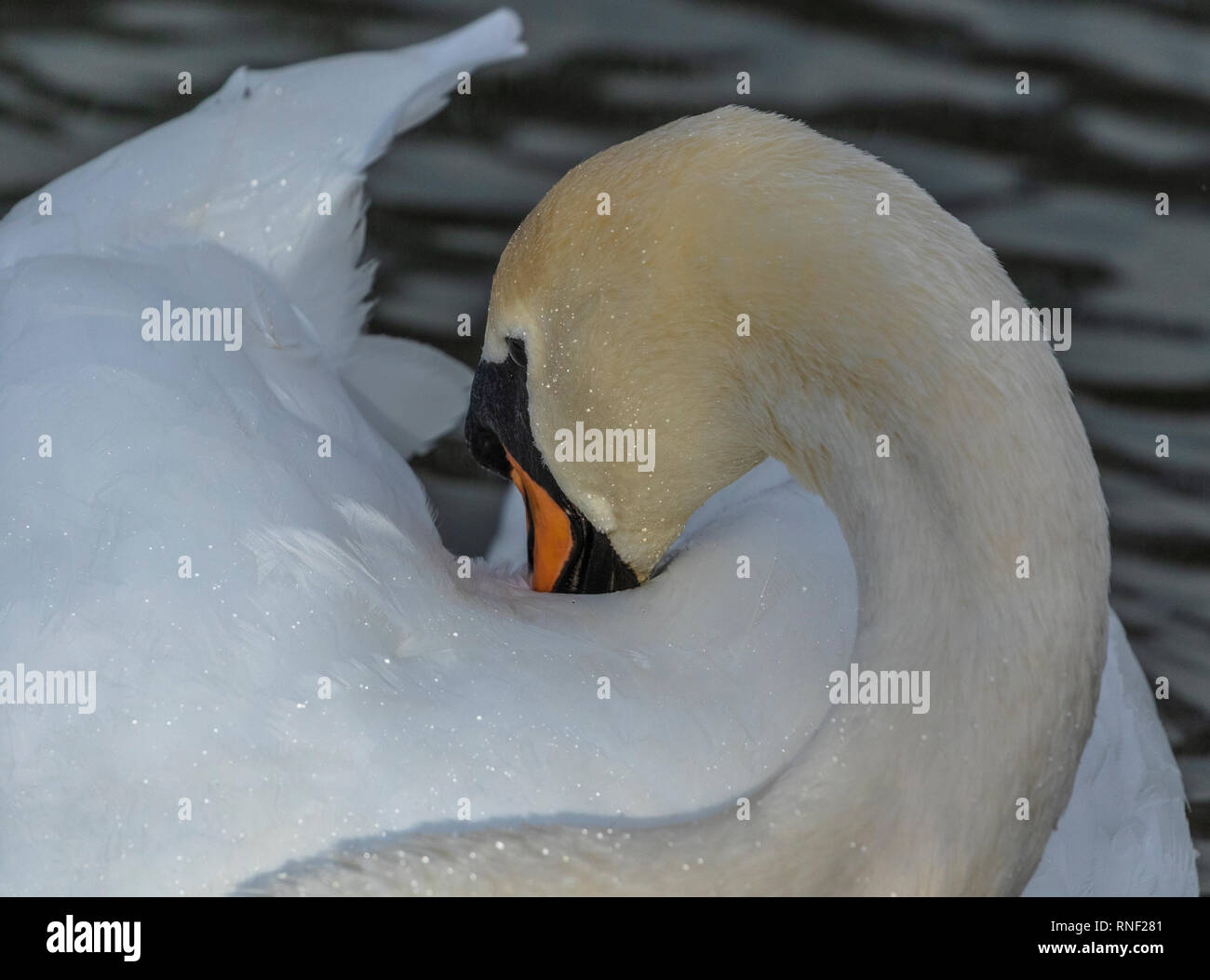 Usando la fattura per preen immagini e fotografie stock ad alta ...