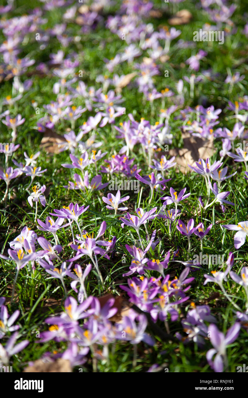 Inverno di fiori di croco immagini e fotografie stock ad alta ...