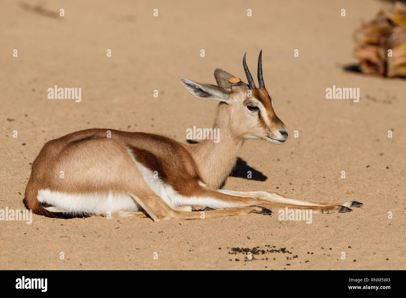 Zoo di Barcellona: sahariani gazzella Dorcas (Gazella dorcas OSIRIDE ...
