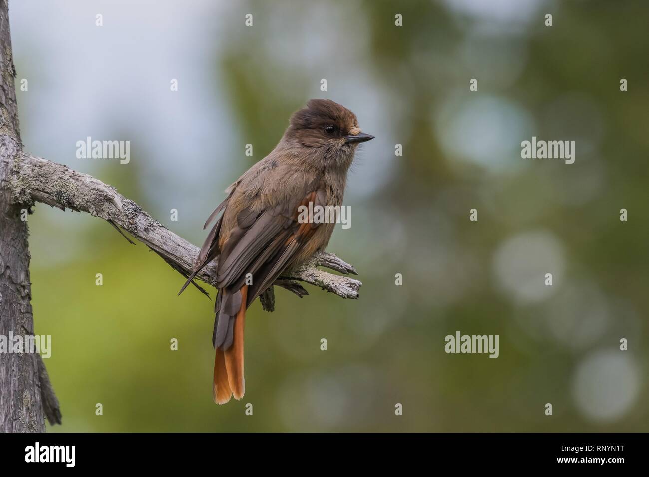 Siberian jay perisoreus infaustus adulto immagini e fotografie stock ad ...