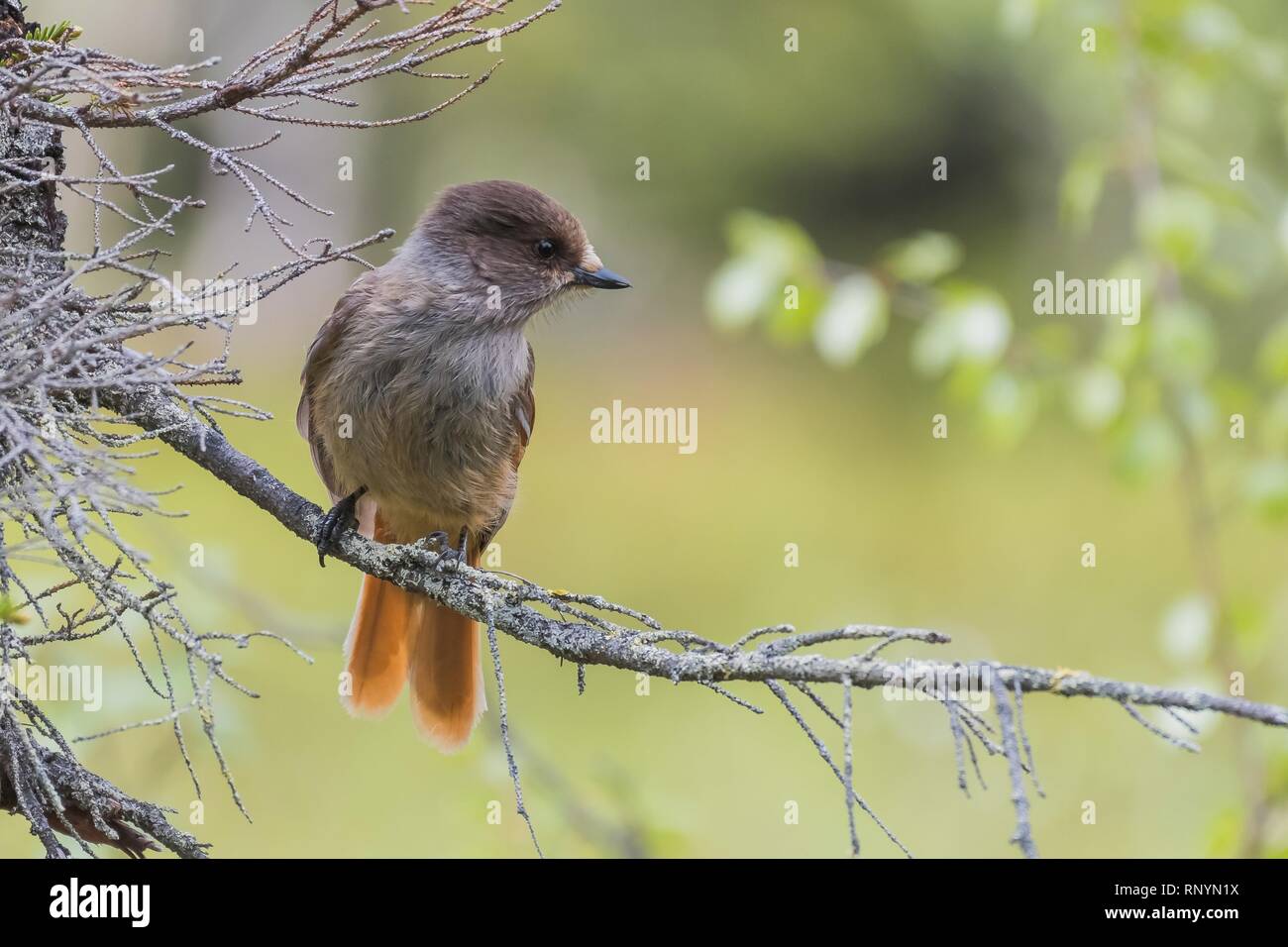 Siberian jay perisoreus infaustus adulto immagini e fotografie stock ad ...
