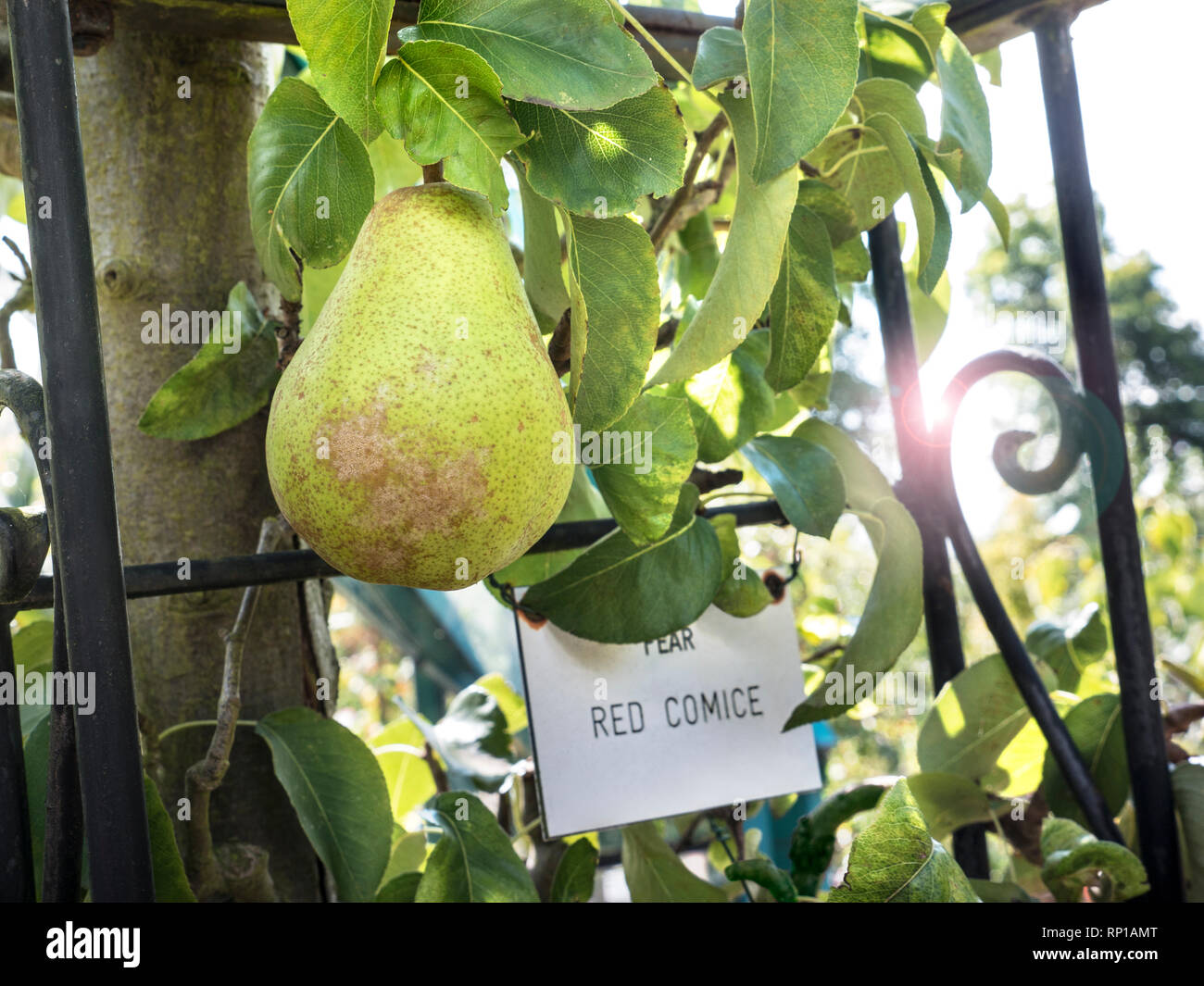 Frutta di sole telaio maturazione pera rosso comice immagini e ...