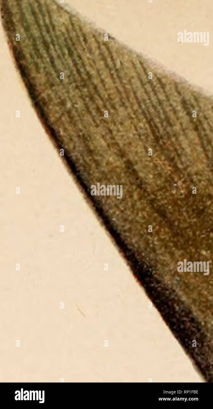 . American food e selvaggina Pesci. Un popolare conto di tutte le ...