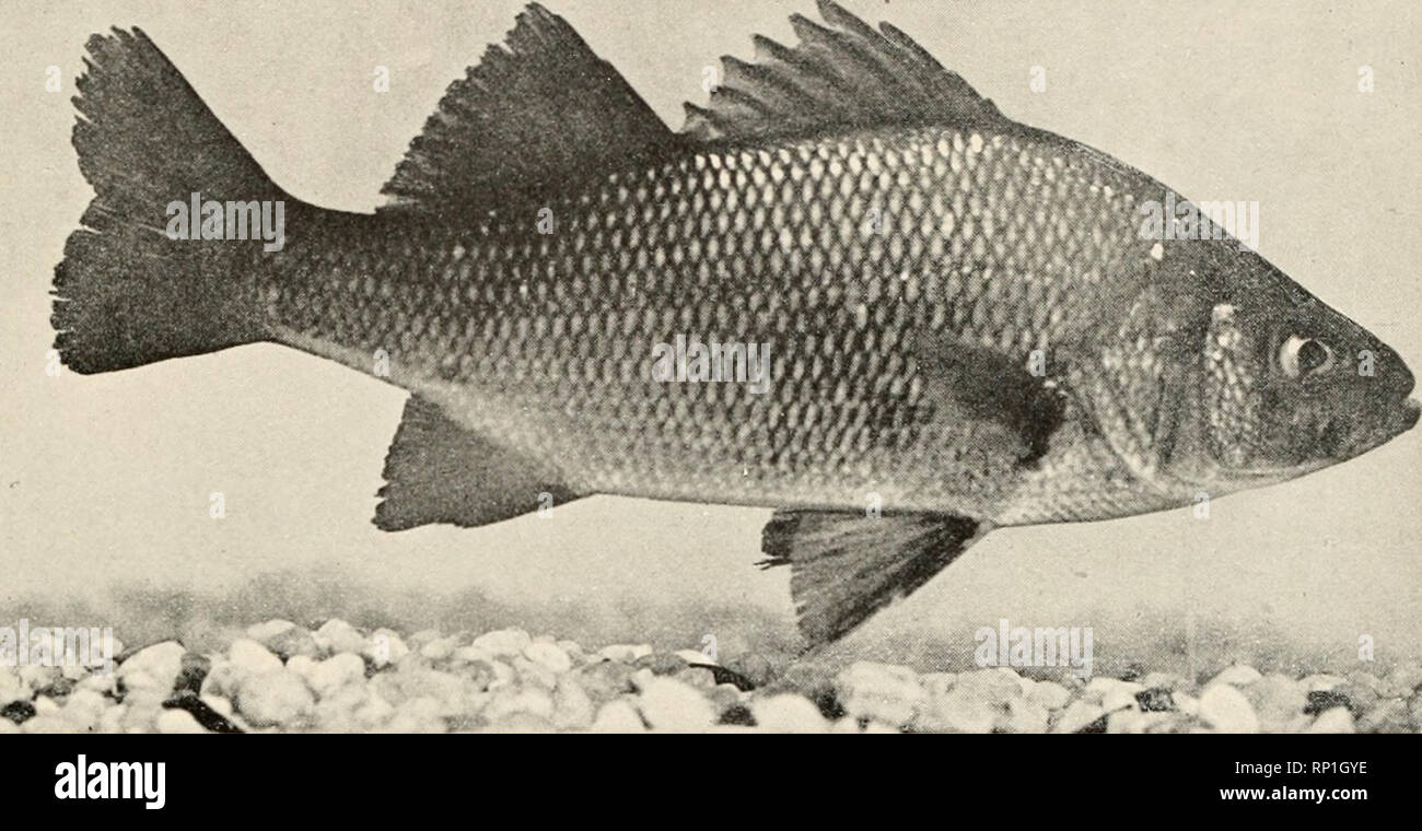 . American food e selvaggina Pesci. Un popolare conto di tutte le ...