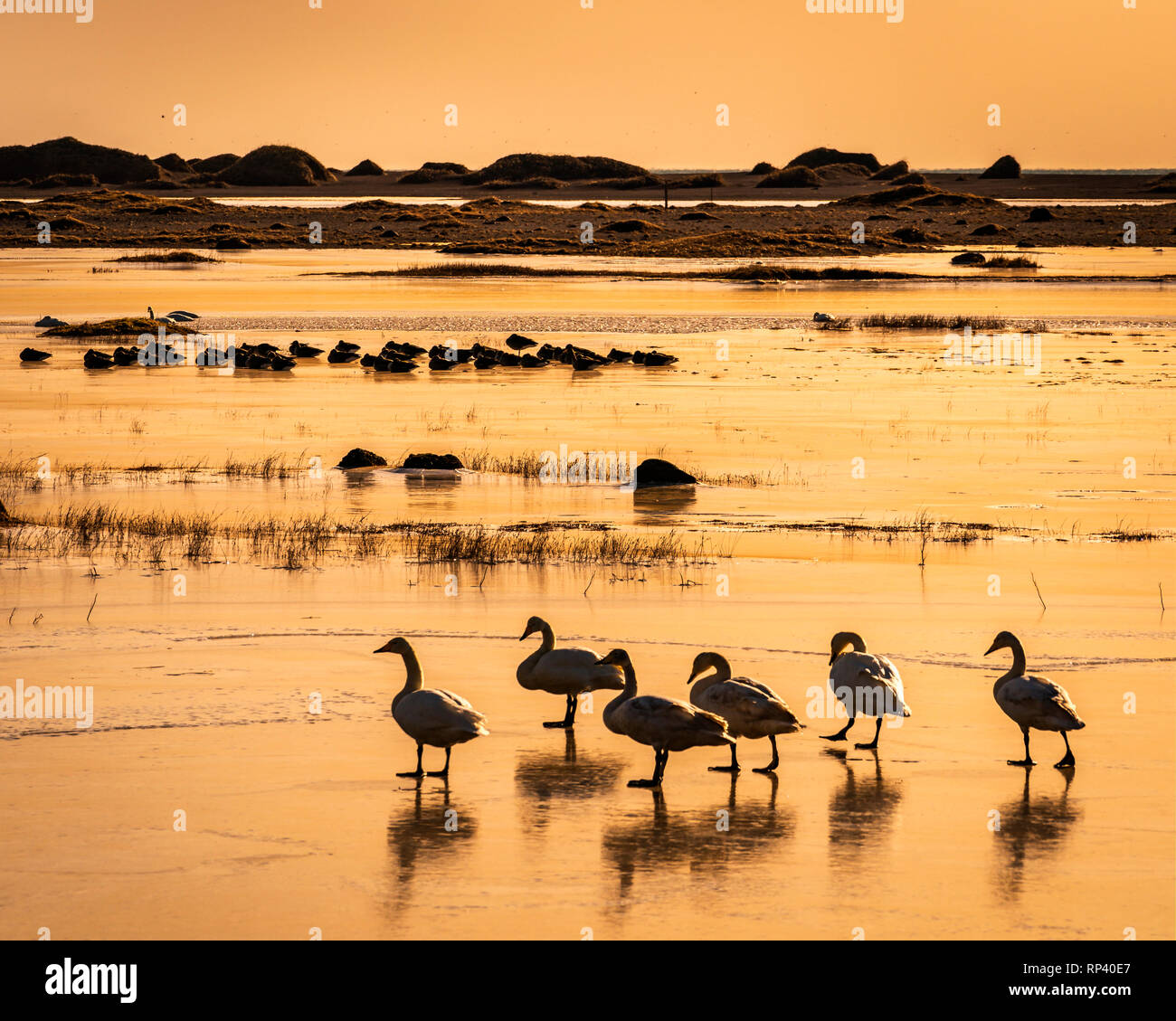 Sagoma di cigno in acqua immagini e fotografie stock ad alta ...