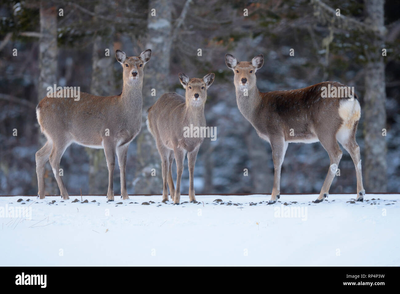 Cervo sika giappone immagini e fotografie stock ad alta risoluzione - Alamy