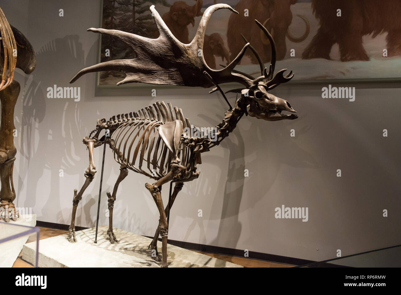 Megaloceros giganteus immagini e fotografie stock ad alta risoluzione ...