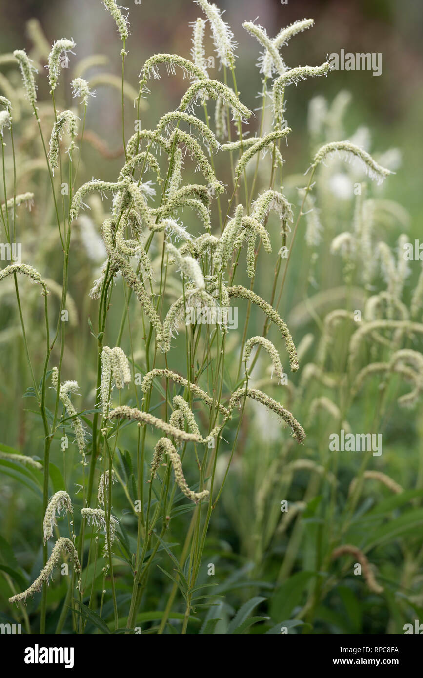 Torri bianche immagini e fotografie stock ad alta risoluzione - Alamy