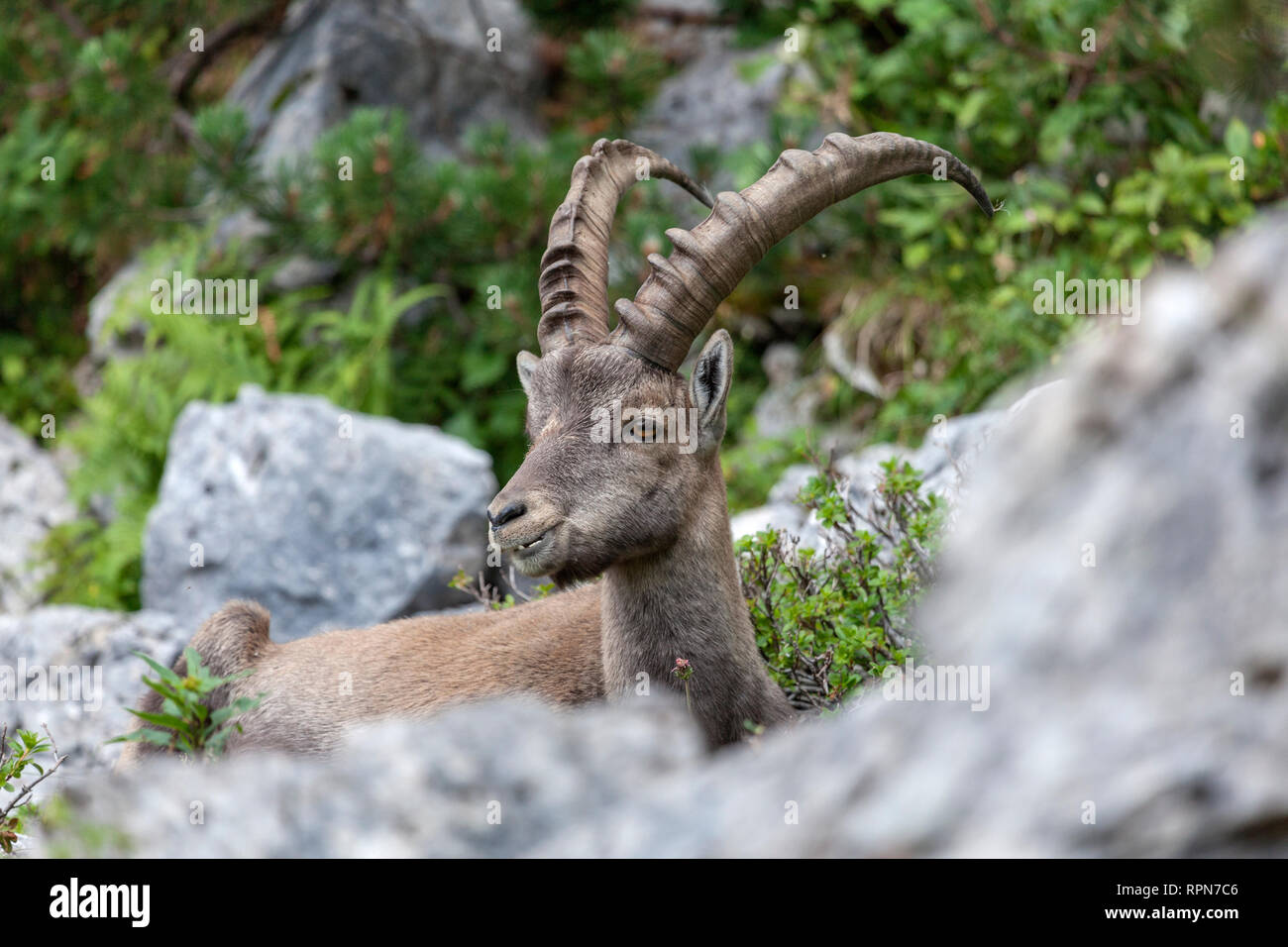 Capre sulle colline immagini e fotografie stock ad alta risoluzione - Alamy