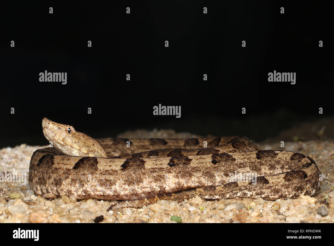 Sinhala polon thelissa immagini e fotografie stock ad alta risoluzione ...