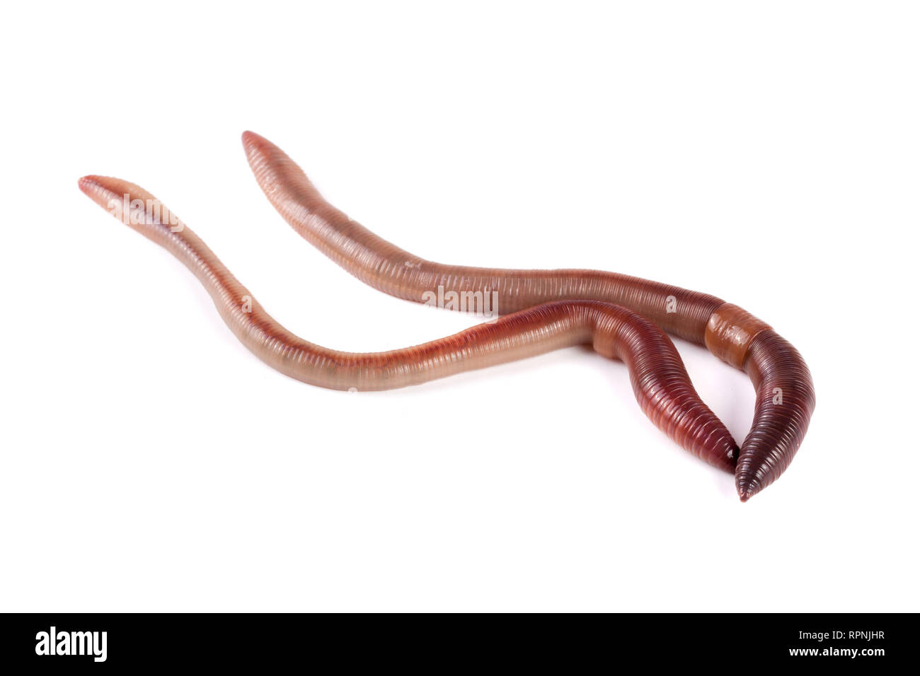 Lombrico bianco Immagini senza sfondo e Foto Stock ritagliate - Alamy