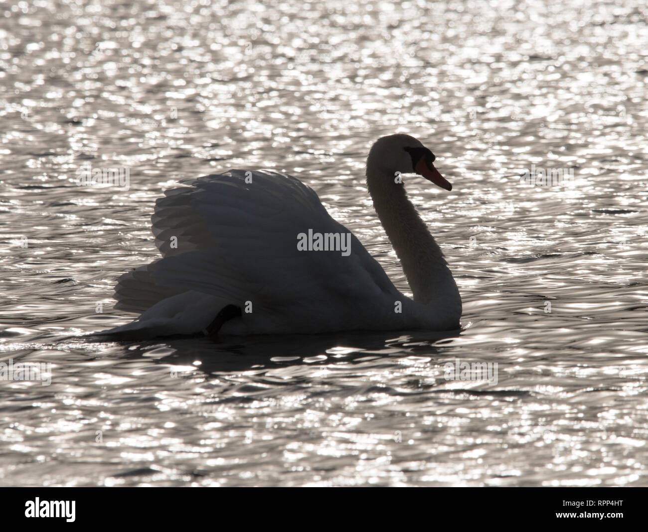 Sagoma di cigno muto immagini e fotografie stock ad alta risoluzione ...