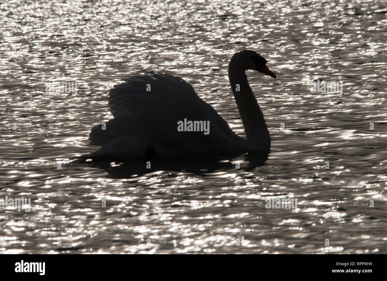 Sagoma di cigno muto immagini e fotografie stock ad alta risoluzione ...
