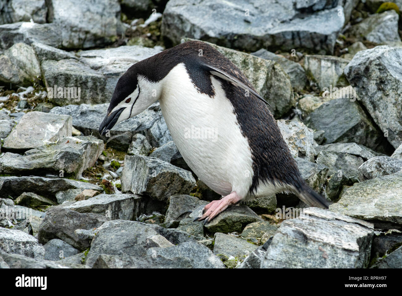 Pygoscelis antarctica immagini e fotografie stock ad alta risoluzione ...