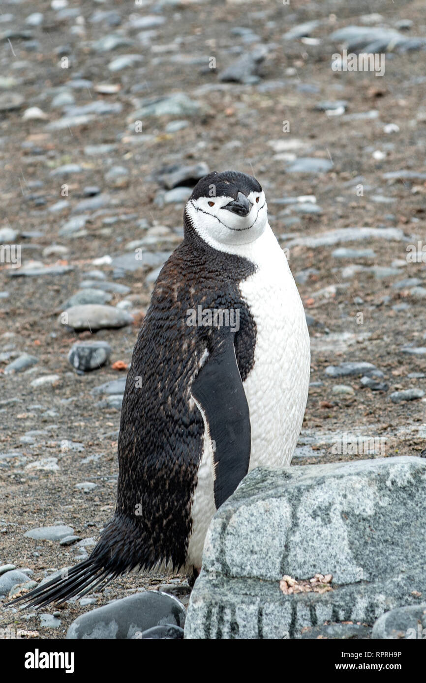 Pygoscelis antarctica immagini e fotografie stock ad alta risoluzione ...