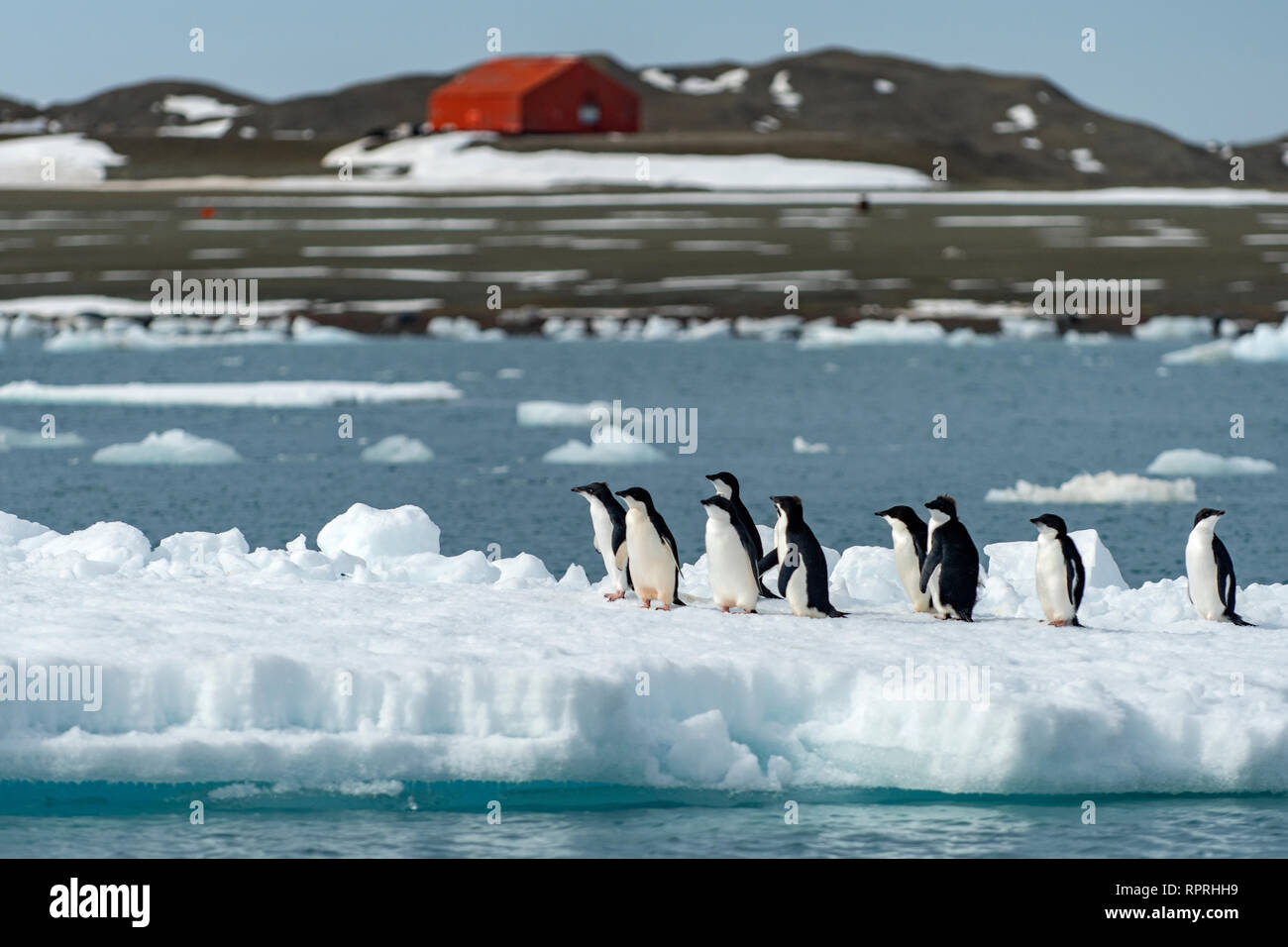 Pinguini di adelia in antartide immagini e fotografie stock ad alta ...