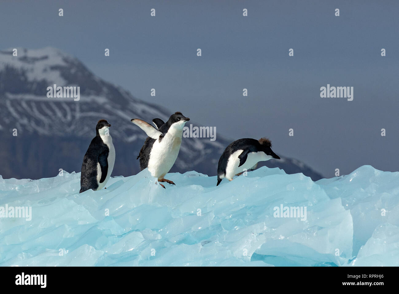 Habitat del pinguino di adelia immagini e fotografie stock ad alta ...