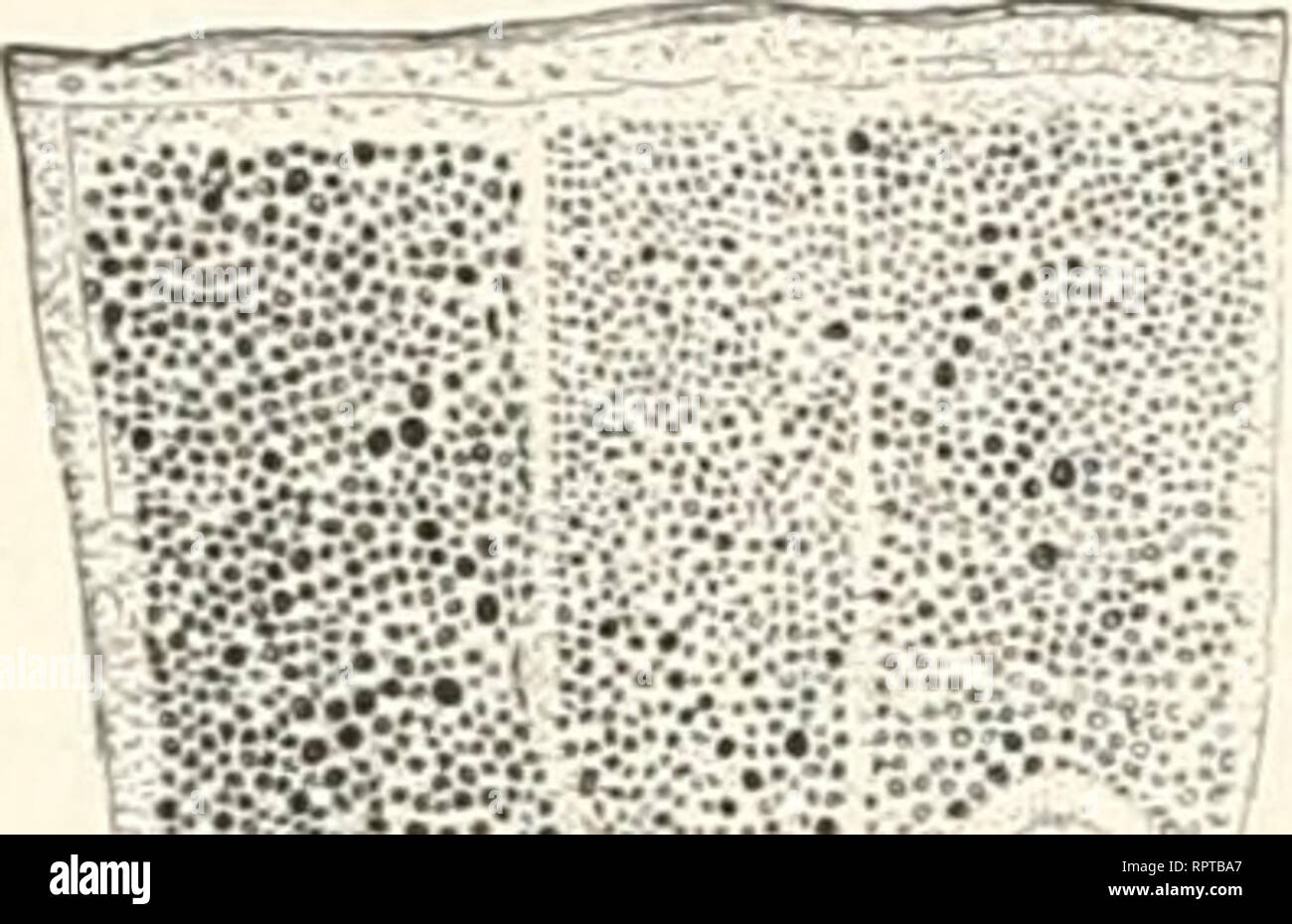 . Allgemeine Biologie. Biologia delle cellule. 96 Viertes Kapitel. Fett ...