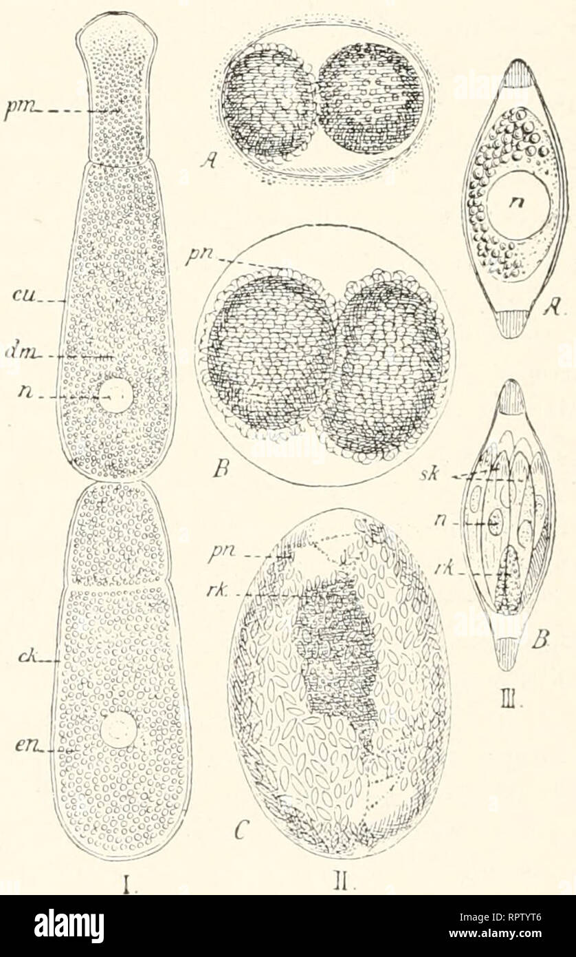 . Allgemeine Biologie. La citologia e istologia. Fig. 303. Fig. 302 ...