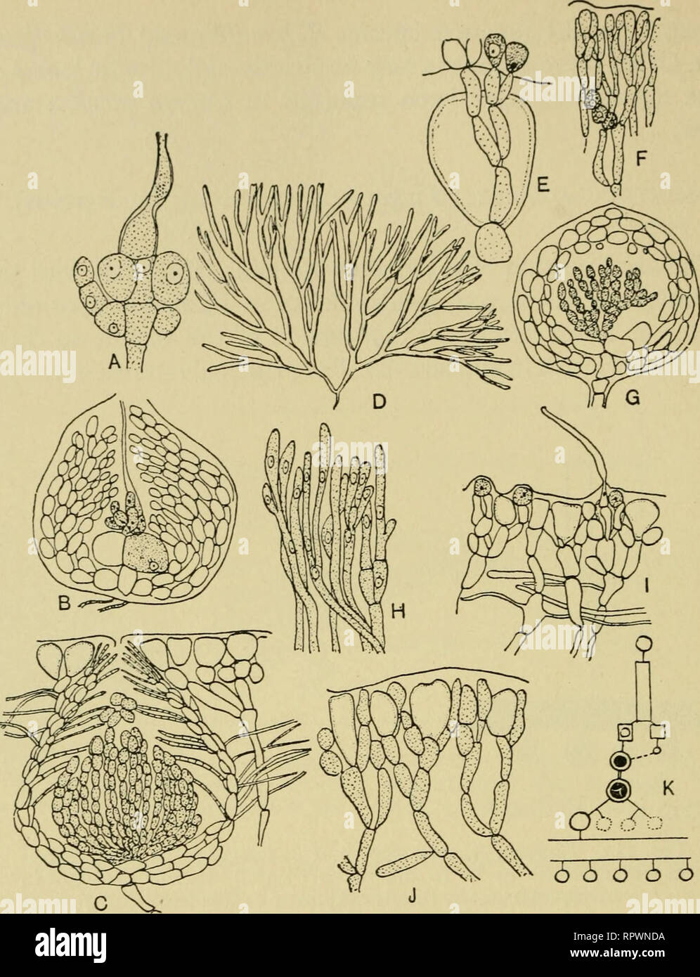 Life Cycle Diagram Immagini e Fotos Stock - Alamy