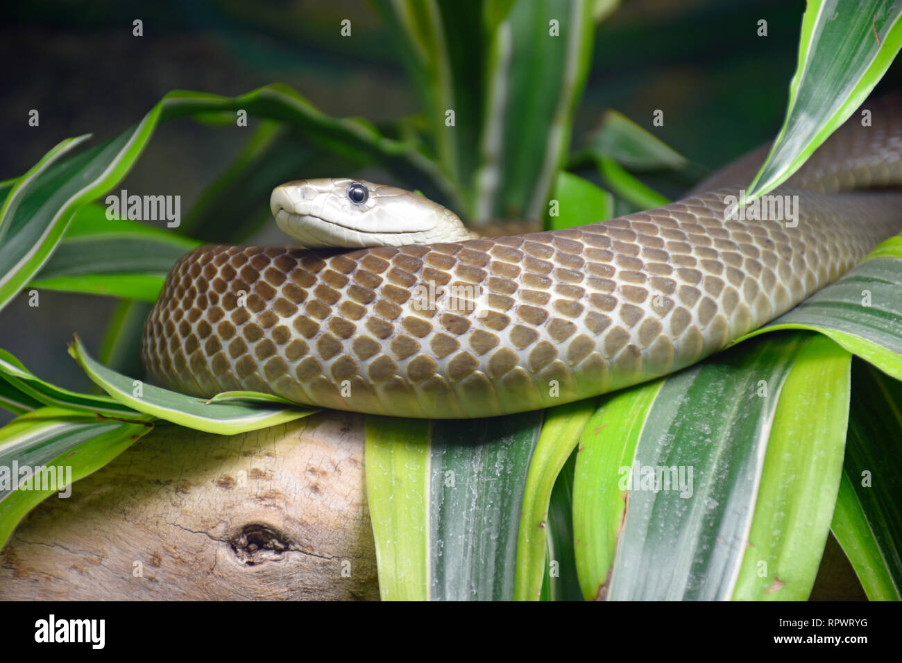 Mamba nero immagini e fotografie stock ad alta risoluzione - Alamy