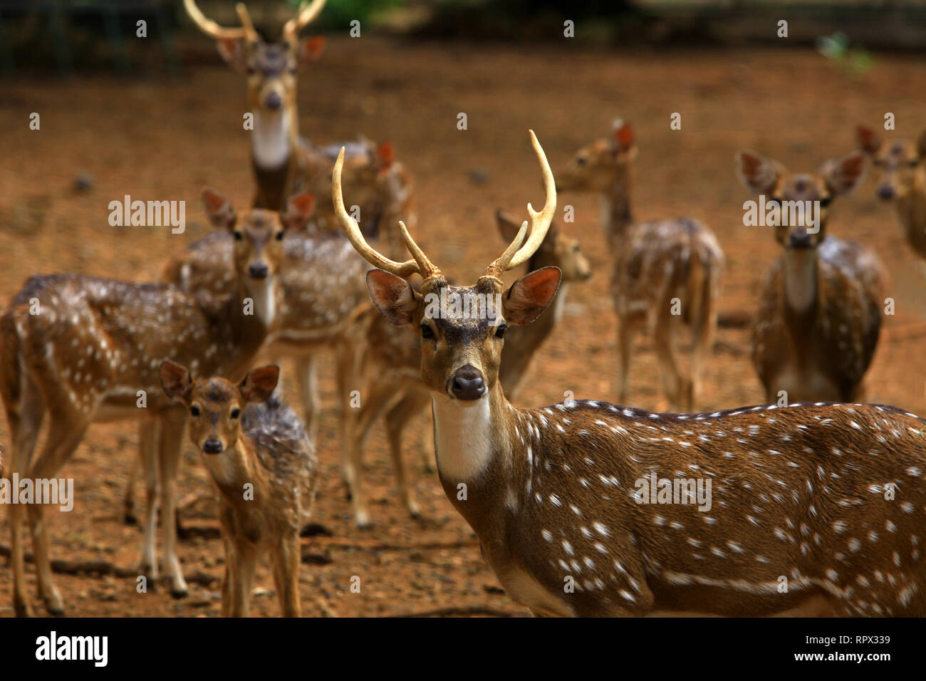 Branco di cervi immagini e fotografie stock ad alta risoluzione - Alamy