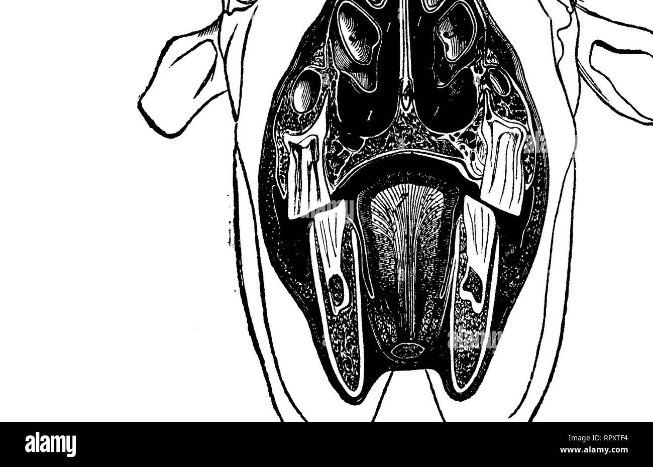 Cellule etmoidali Foto e Immagini Stock in Bianco e Nero - Alamy