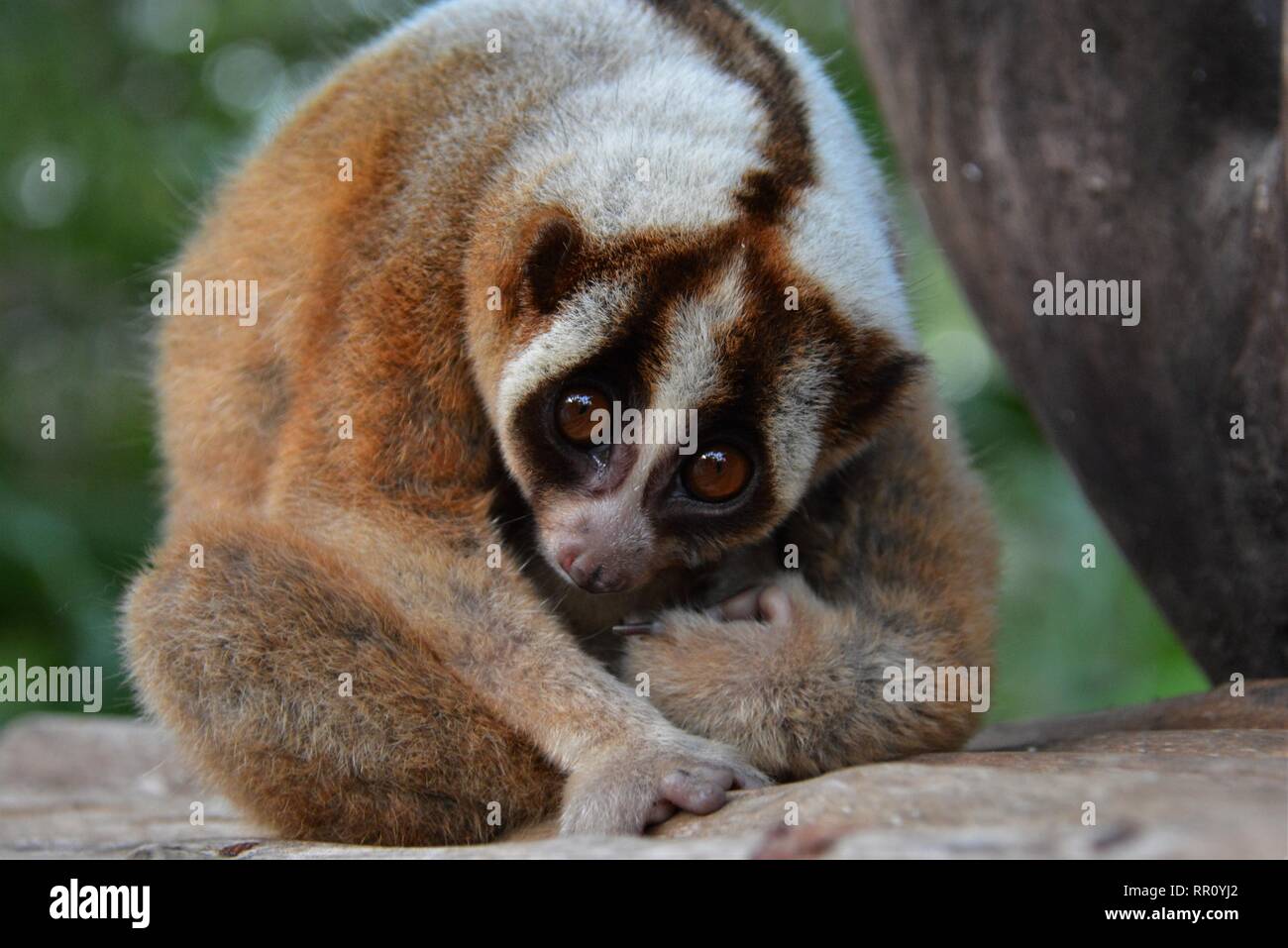 Javan slow loris ritratto immagini e fotografie stock ad alta ...