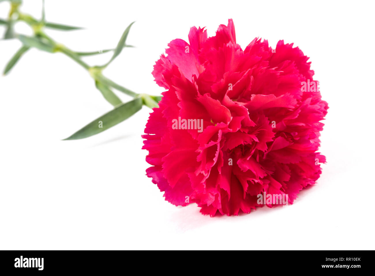 Pink garofano immagini e fotografie stock ad alta risoluzione - Alamy
